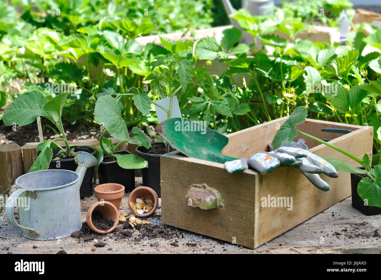 gardening tools on a box with seeds on a plank among vegetable plants ...