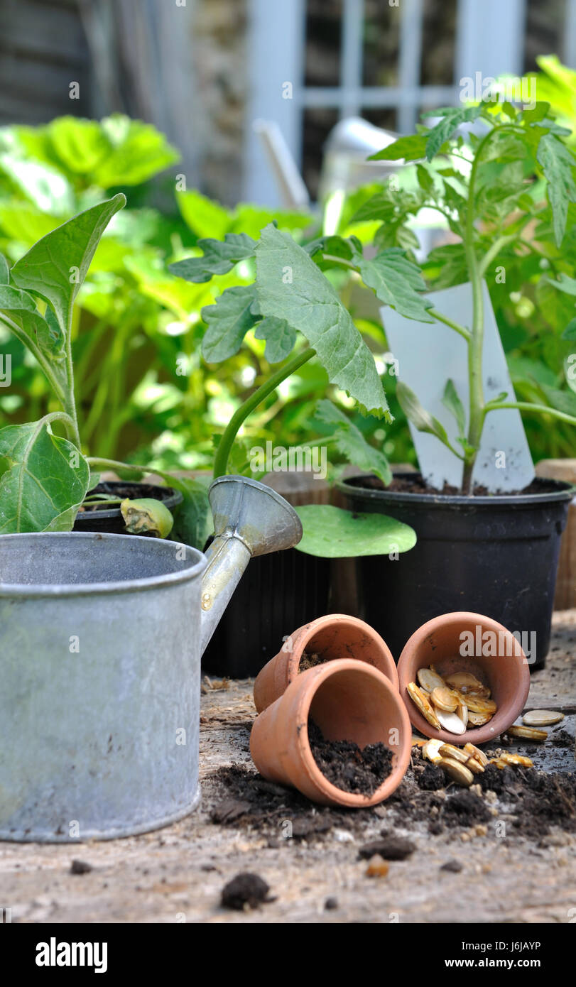 seeds and vegetable plants in garden Stock Photo - Alamy