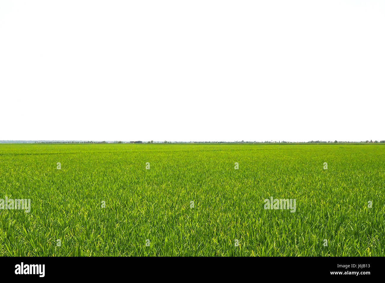 Scenic Shot of Paddy Field in Malaysia Stock Photo - Alamy