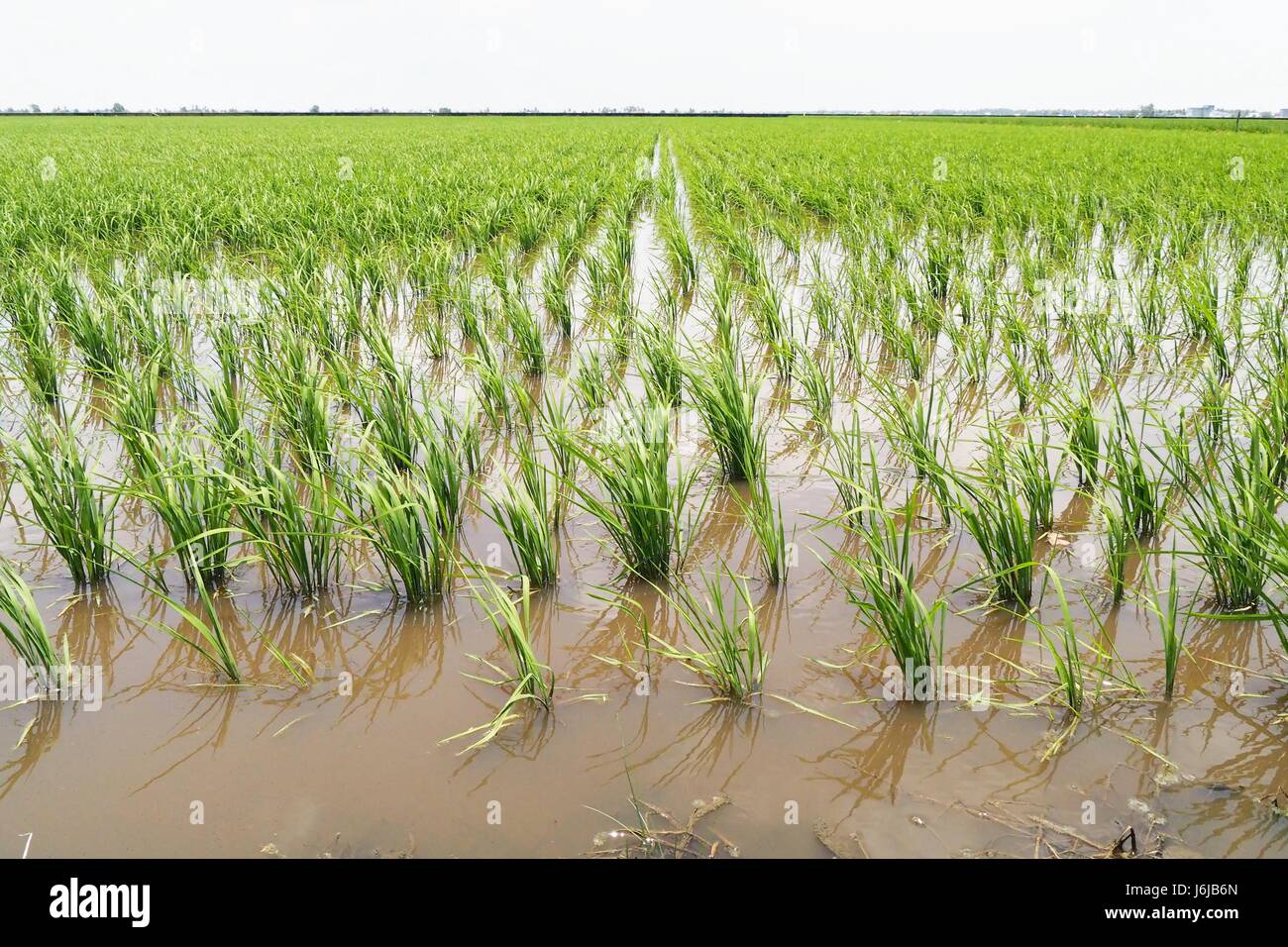 Scenic Shot of Paddy Field in Malaysia Stock Photo - Alamy