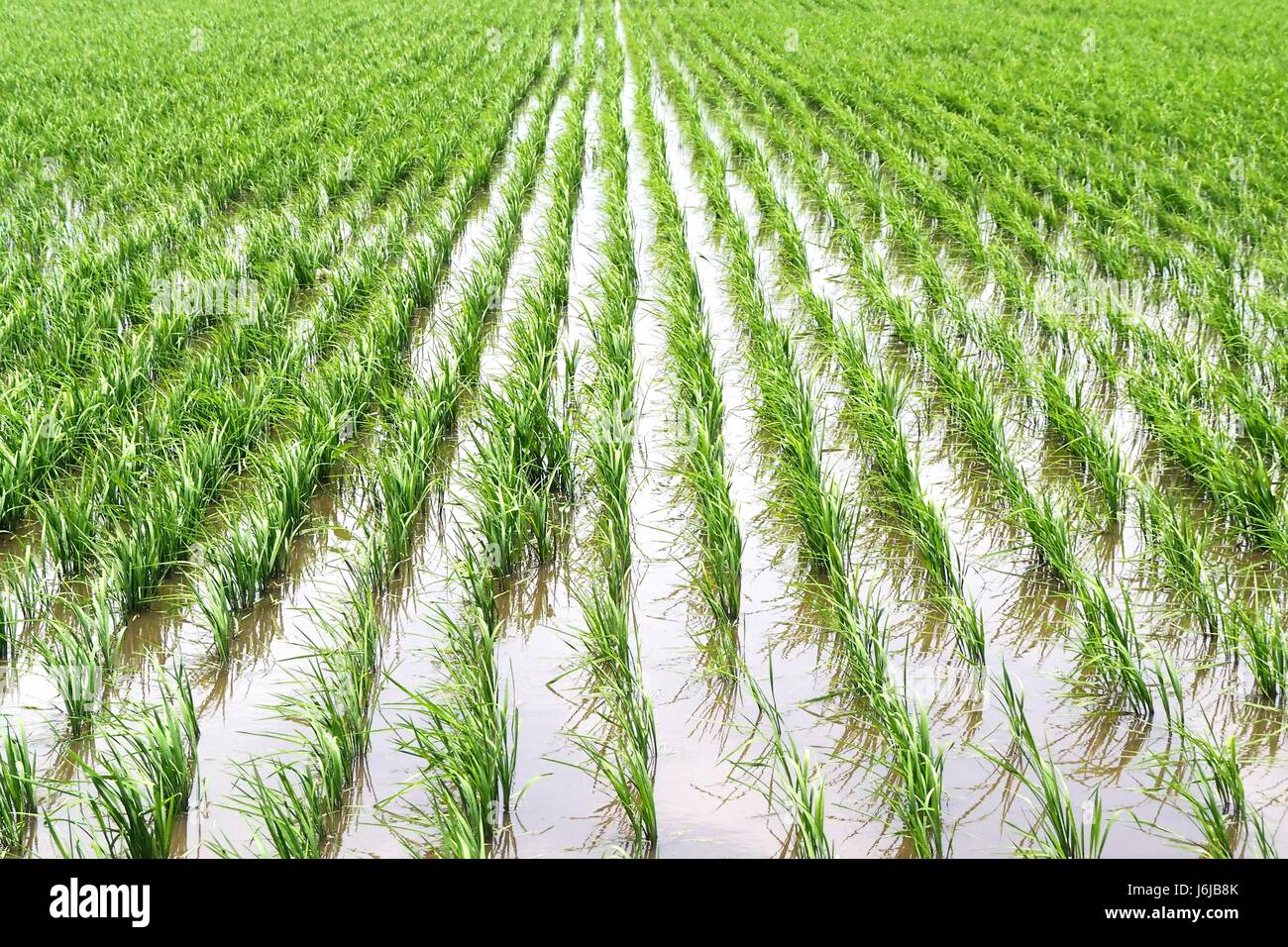 Scenic Shot of Paddy Field in Malaysia Stock Photo - Alamy