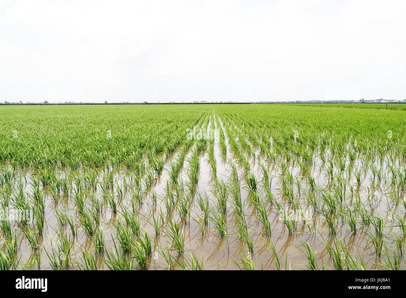 Scenic Shot of Paddy Field in Malaysia Stock Photo - Alamy