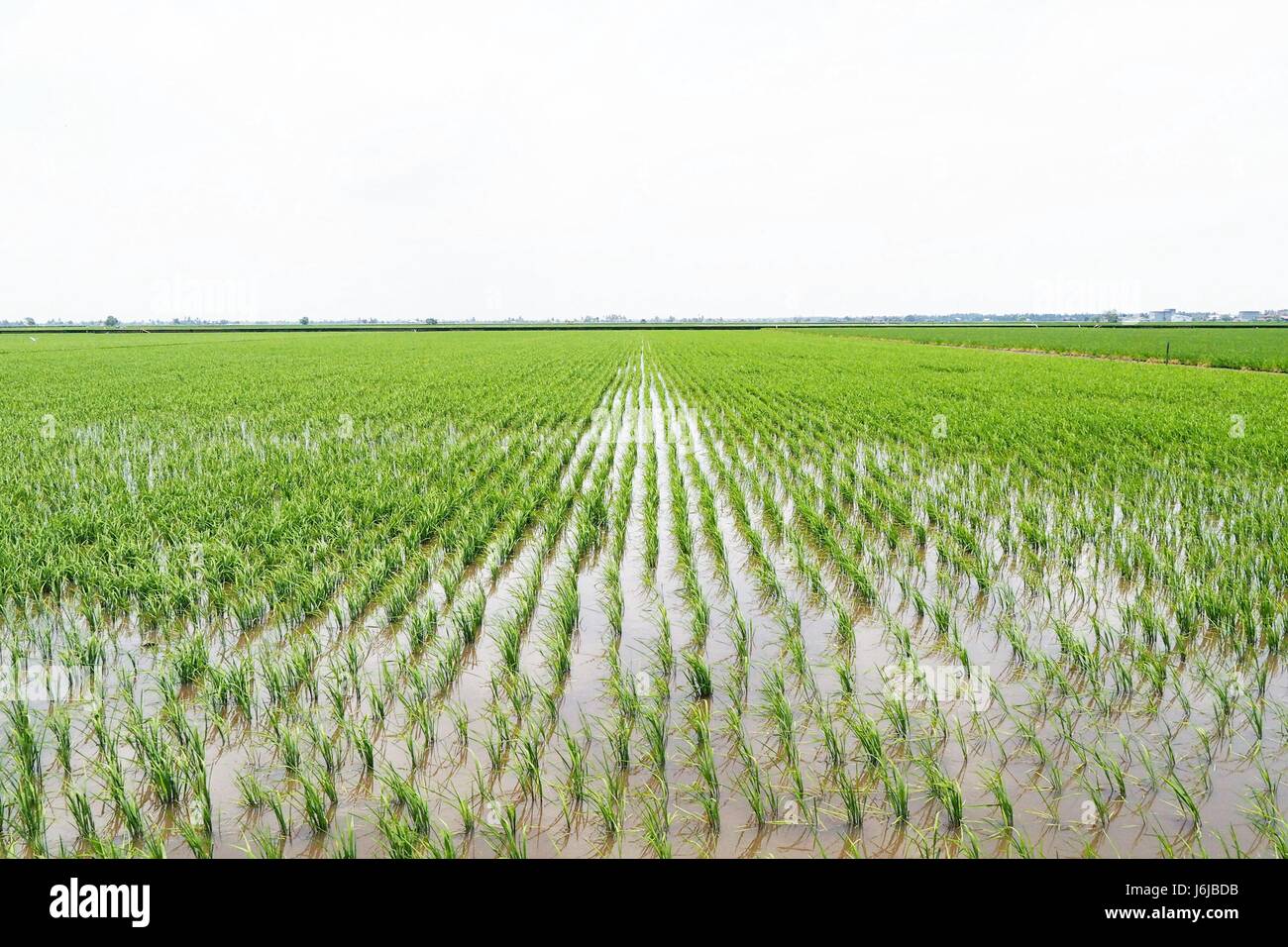 Scenic Shot of Paddy Field in Malaysia Stock Photo - Alamy