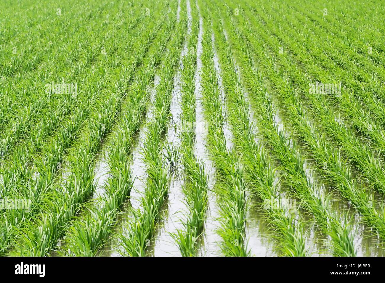 Scenic Shot of Paddy Field in Malaysia Stock Photo - Alamy