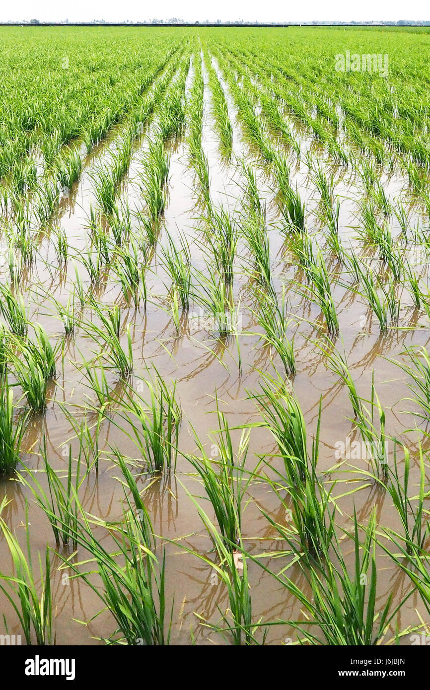 Scenic Shot of Paddy Field in Malaysia Stock Photo - Alamy
