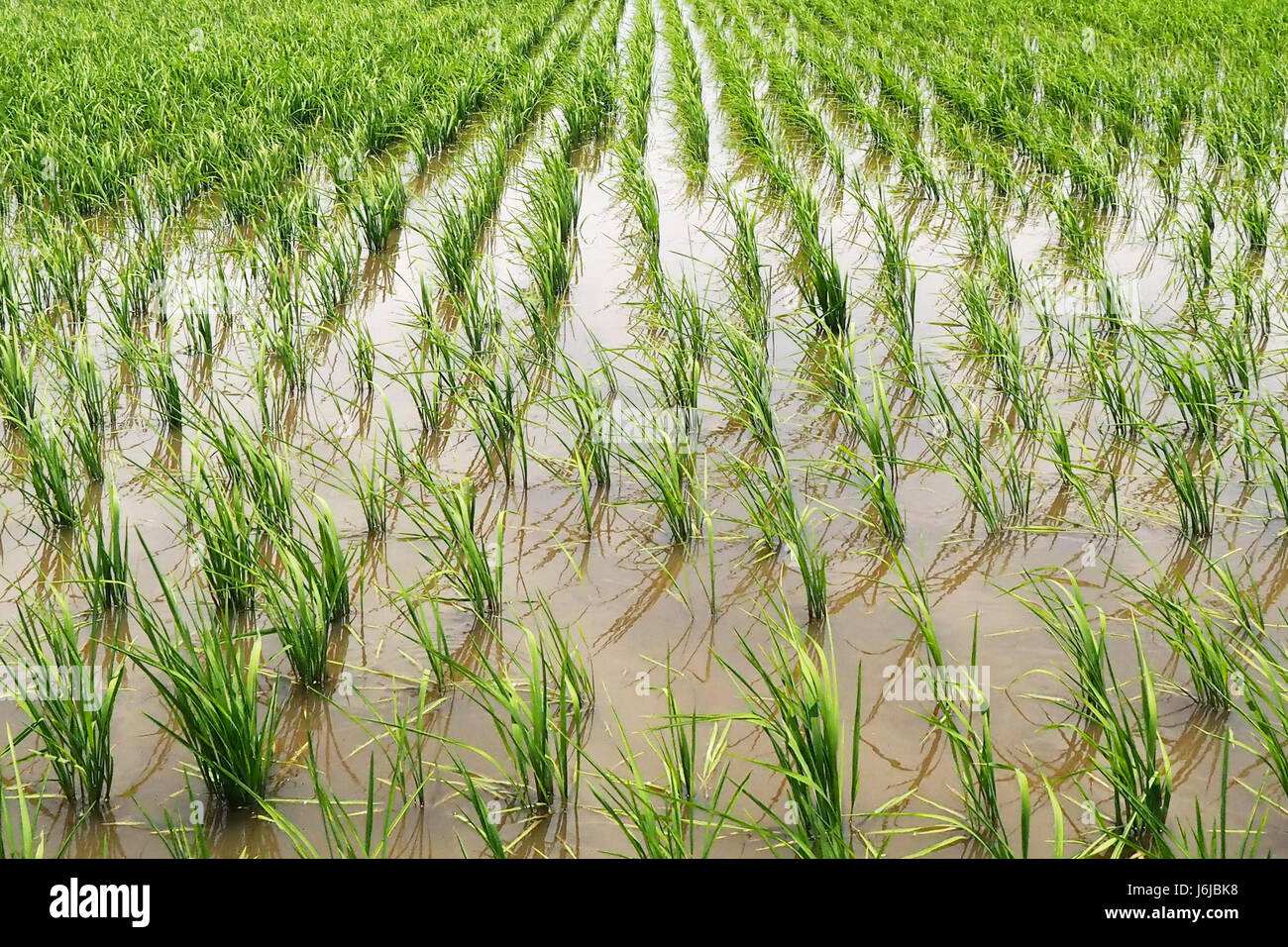 Scenic Shot of Paddy Field in Malaysia Stock Photo - Alamy