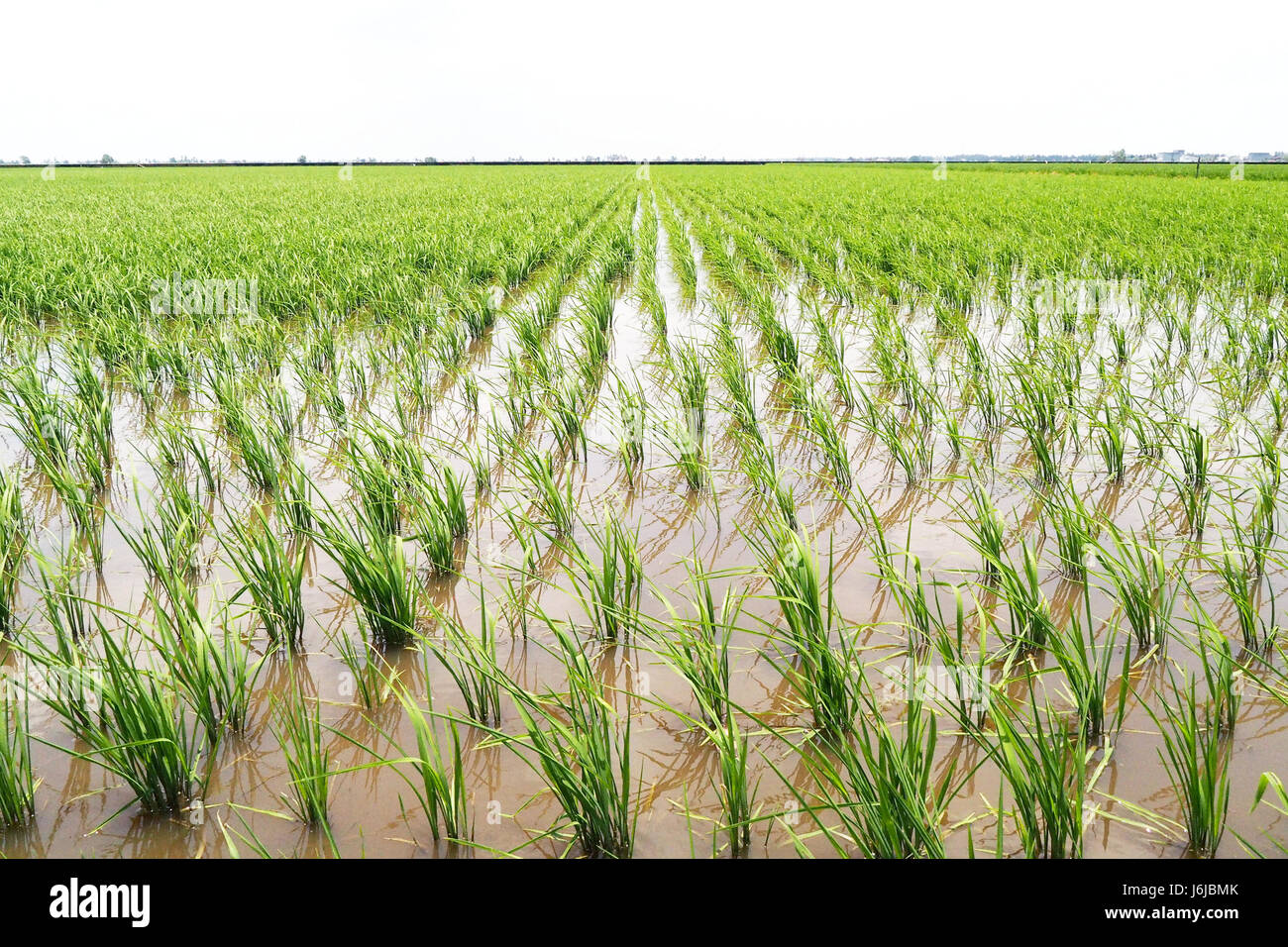 Scenic Shot of Paddy Field in Malaysia Stock Photo - Alamy