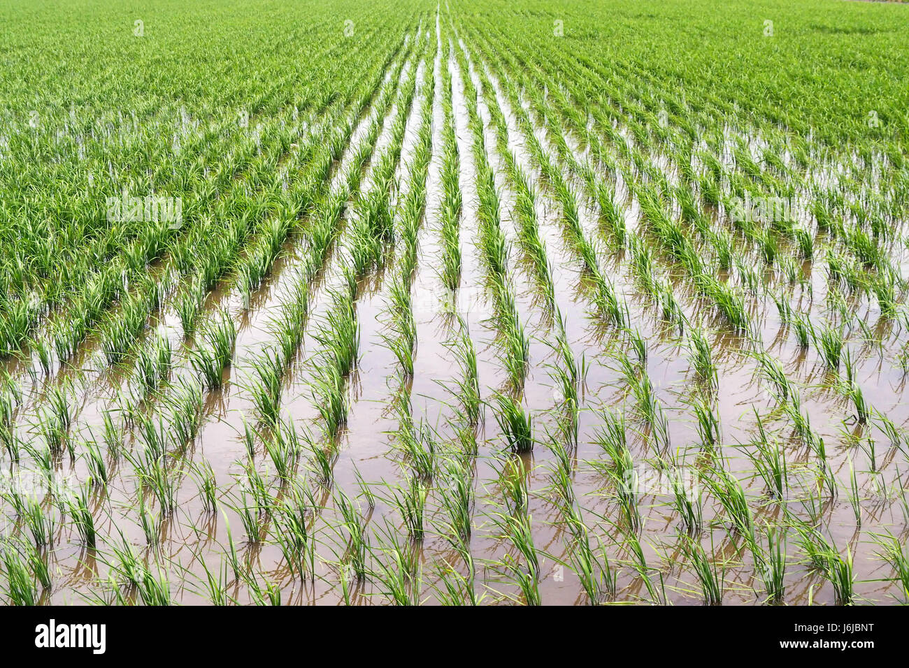 Scenic Shot of Paddy Field in Malaysia Stock Photo - Alamy