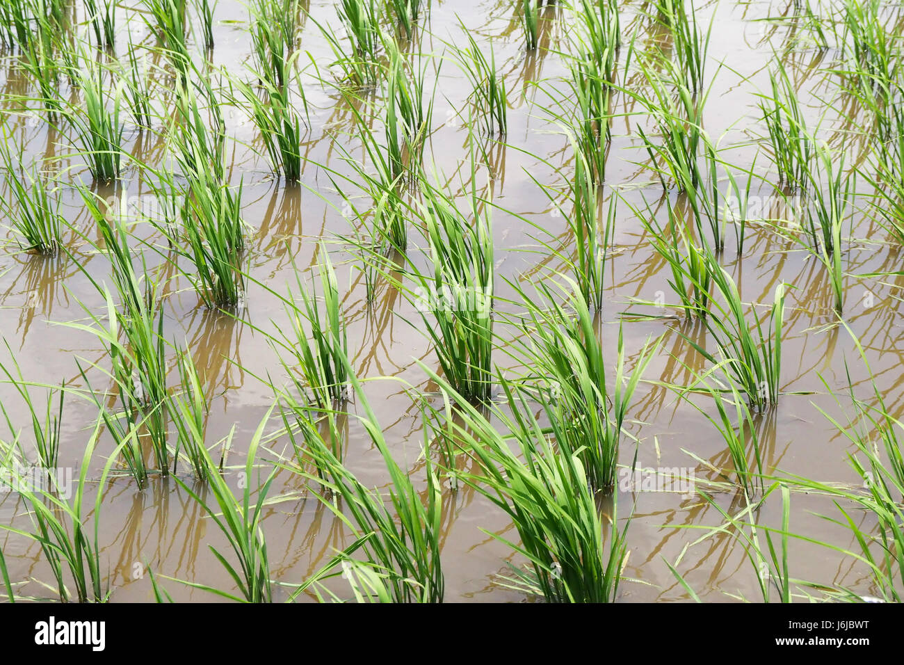 Scenic Shot of Paddy Field in Malaysia Stock Photo - Alamy