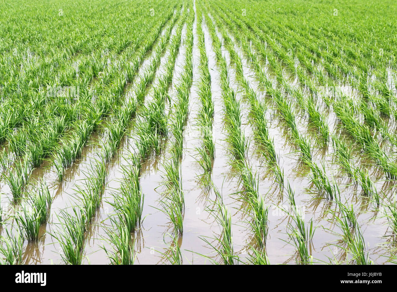 Scenic Shot of Paddy Field in Malaysia Stock Photo - Alamy