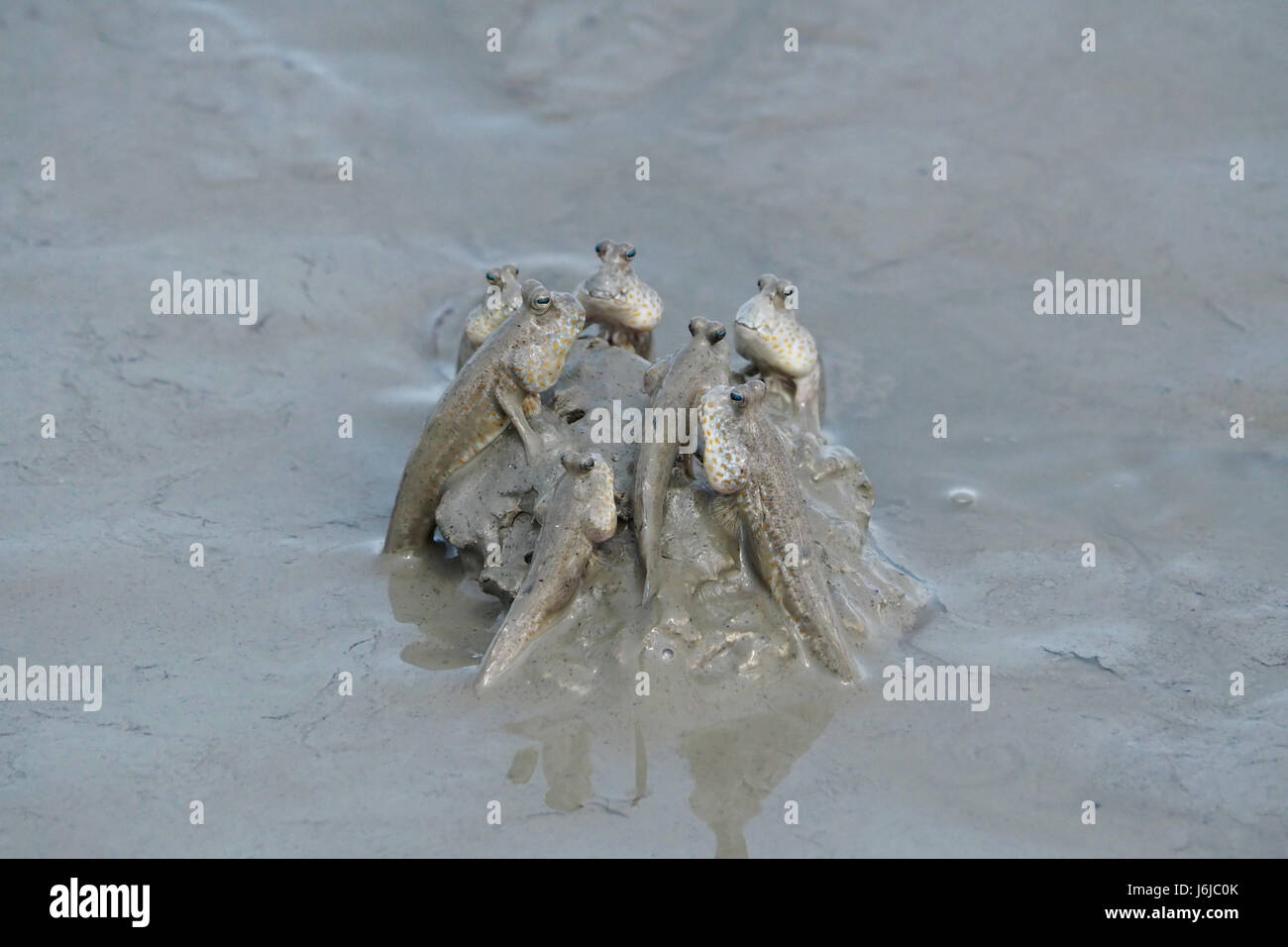 Group of Mud Skippers Stock Photo - Alamy