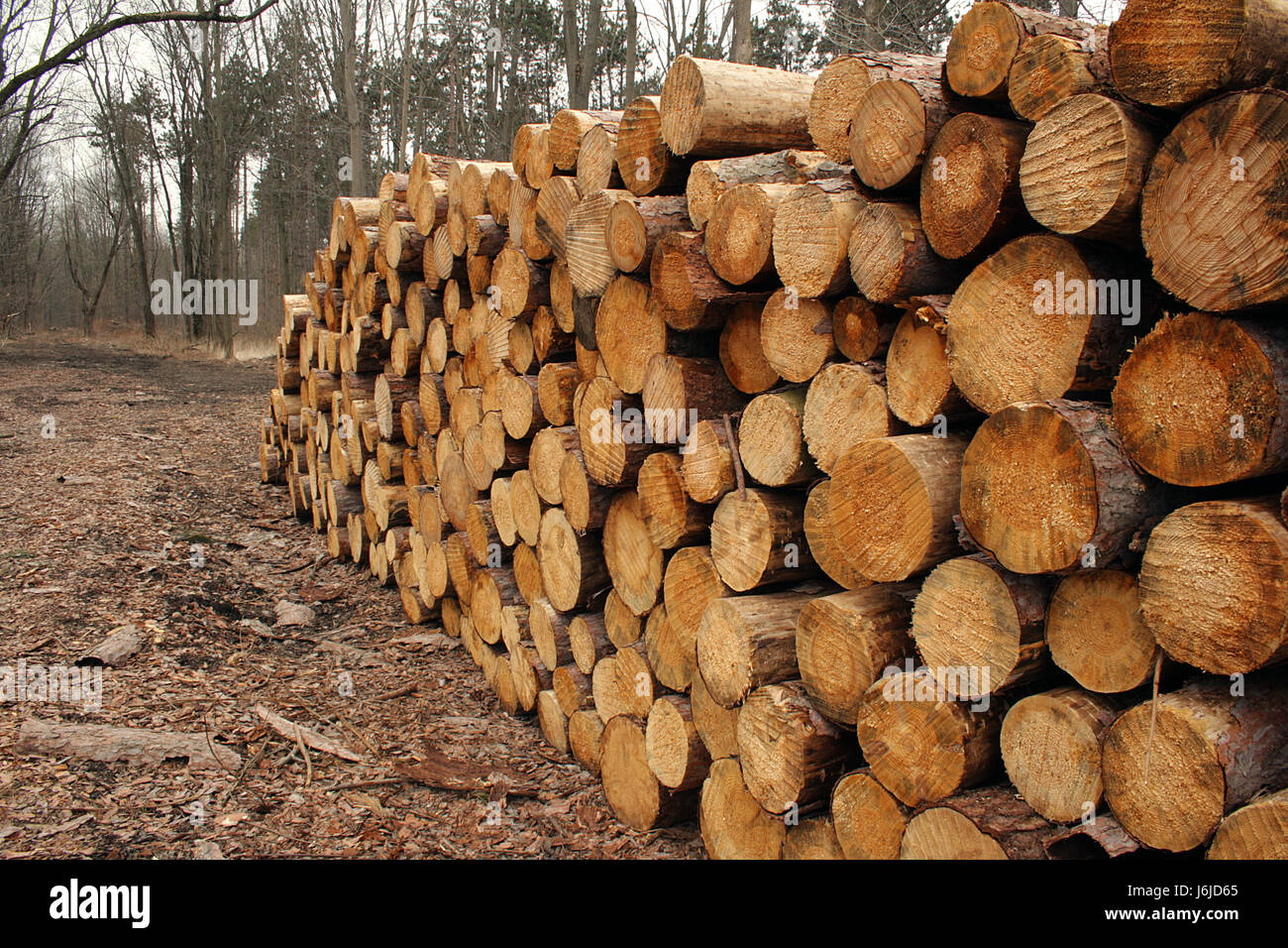 tree wood stack fireplace stove firewood woodpile log environment ...