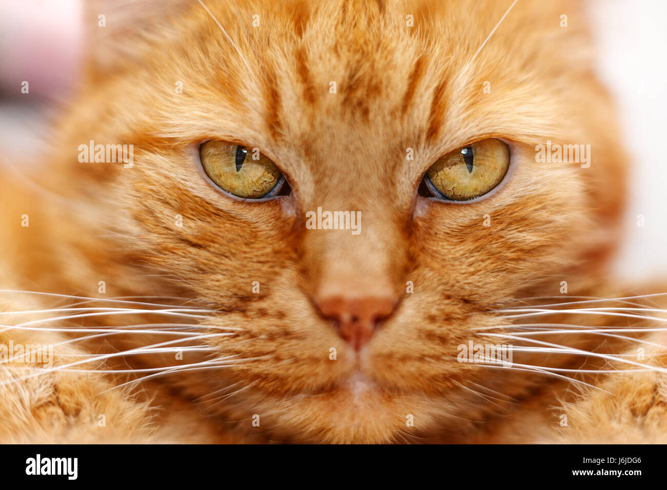Wise Old Cat High Resolution Stock Photography and Images - Alamy