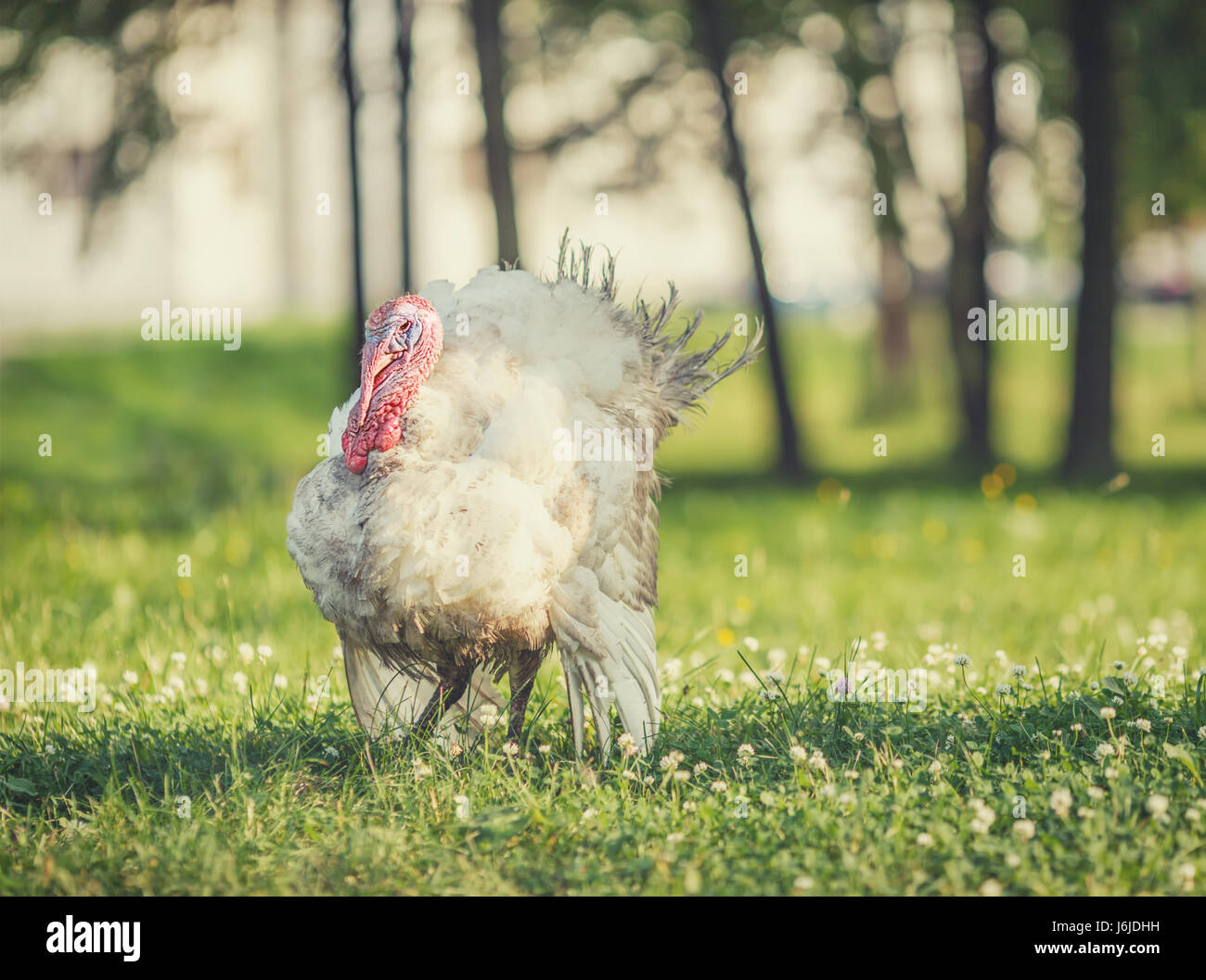 beautiful male turkey bird standing in summer clover grass Stock Photo ...