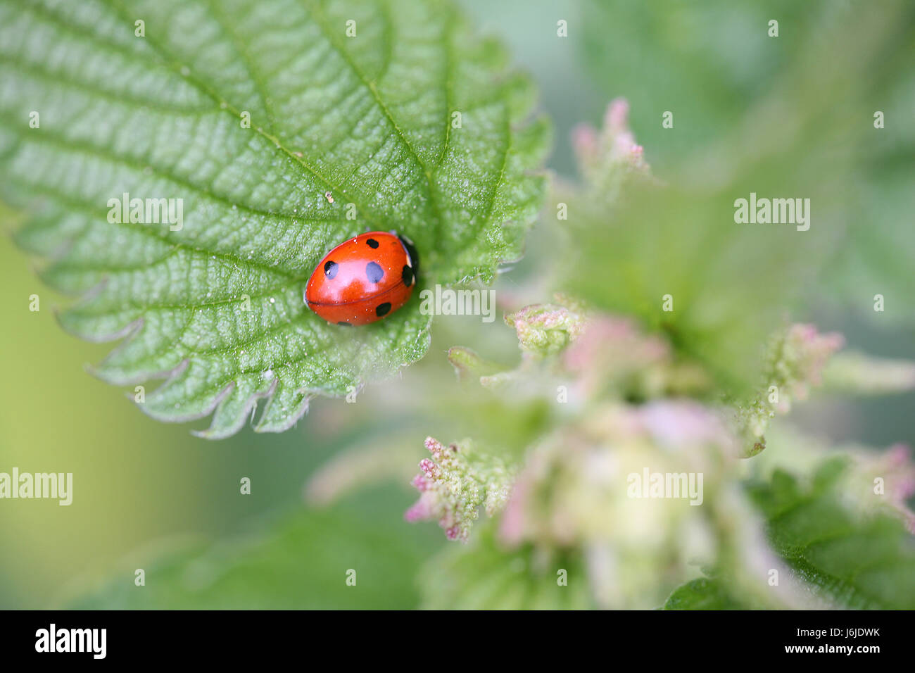 Dots bird hi-res stock photography and images - Alamy