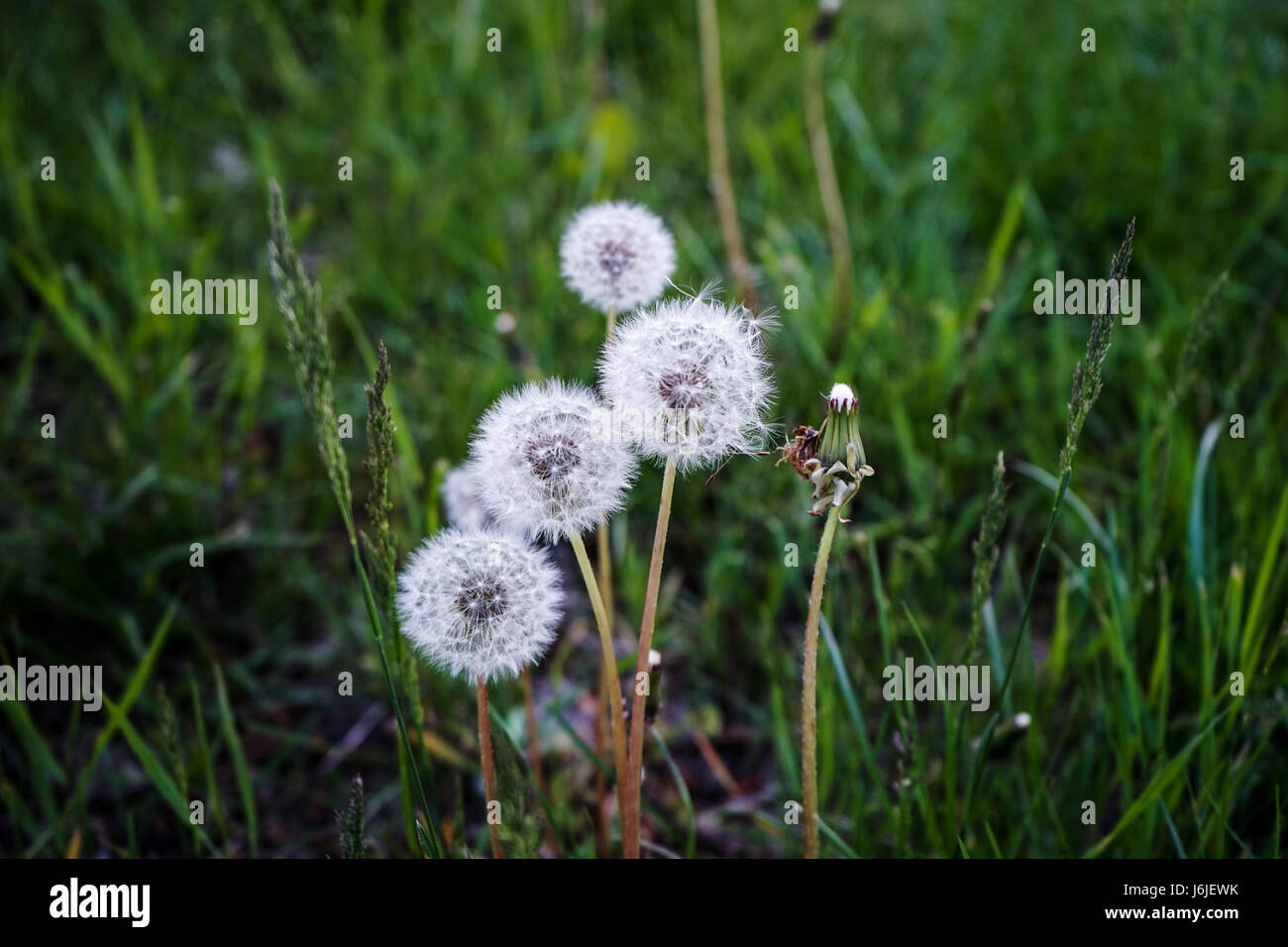 Dandelion seeds art hi-res stock photography and images - Alamy