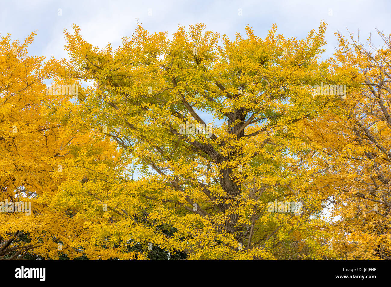 Ginkgo trees in Autumn in Tokyo Japan Stock Photo - Alamy