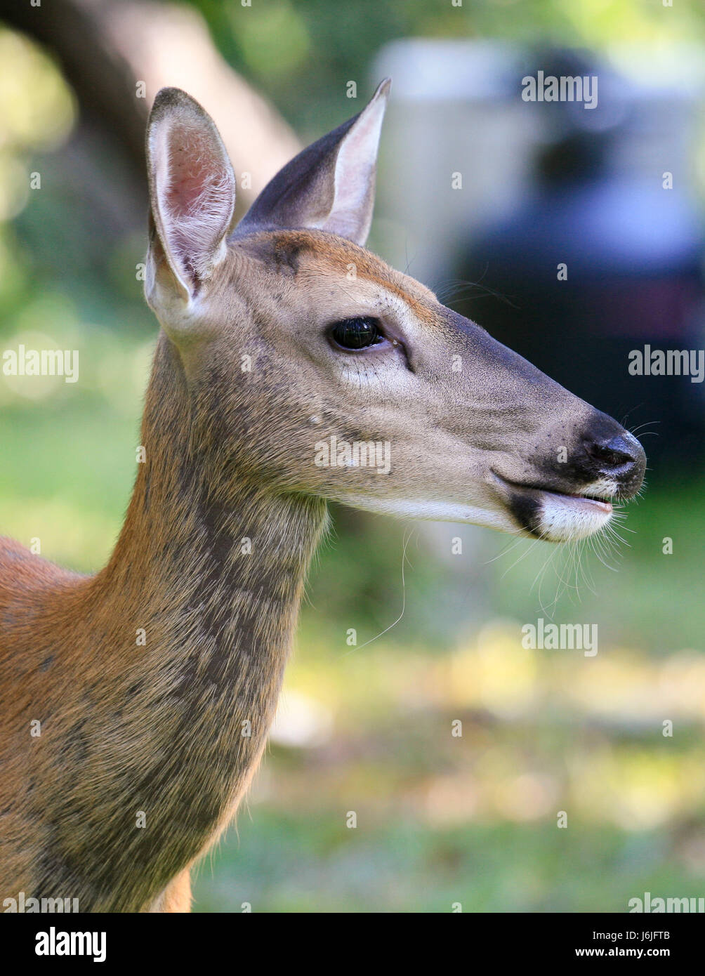 Whitetail deer nose hi-res stock photography and images - Alamy