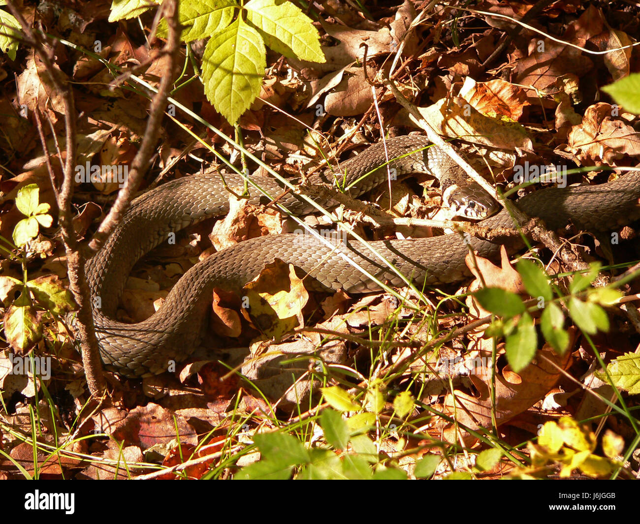 Reptiles and aquatics hi-res stock photography and images - Alamy