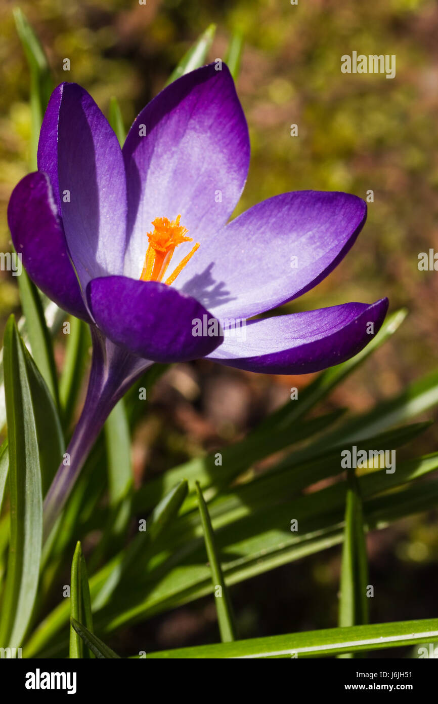 Small purple bulb hi-res stock photography and images - Alamy