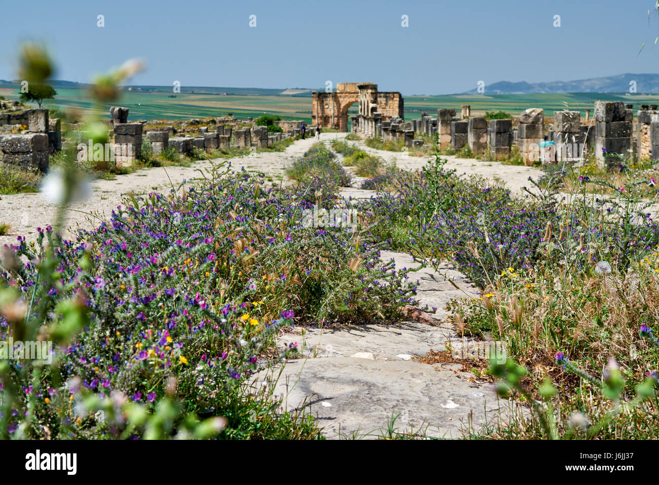 Decumanus Maximus, main road through Roman excavation of Volubilis ...