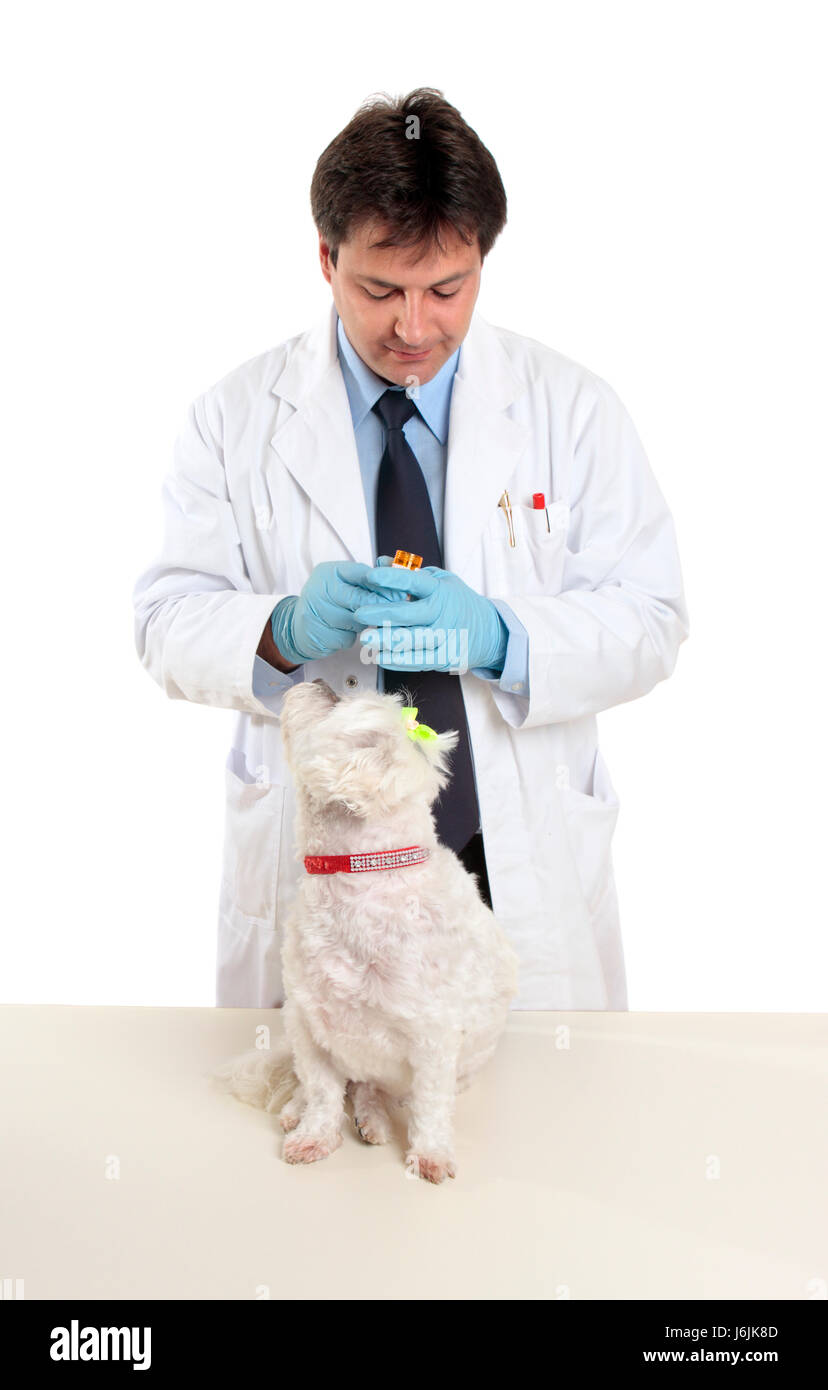 humans human beings people folk persons human human being pet dog vet ...