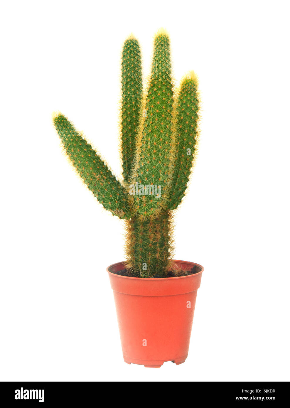 cactus in pot isolated white background Stock Photo - Alamy
