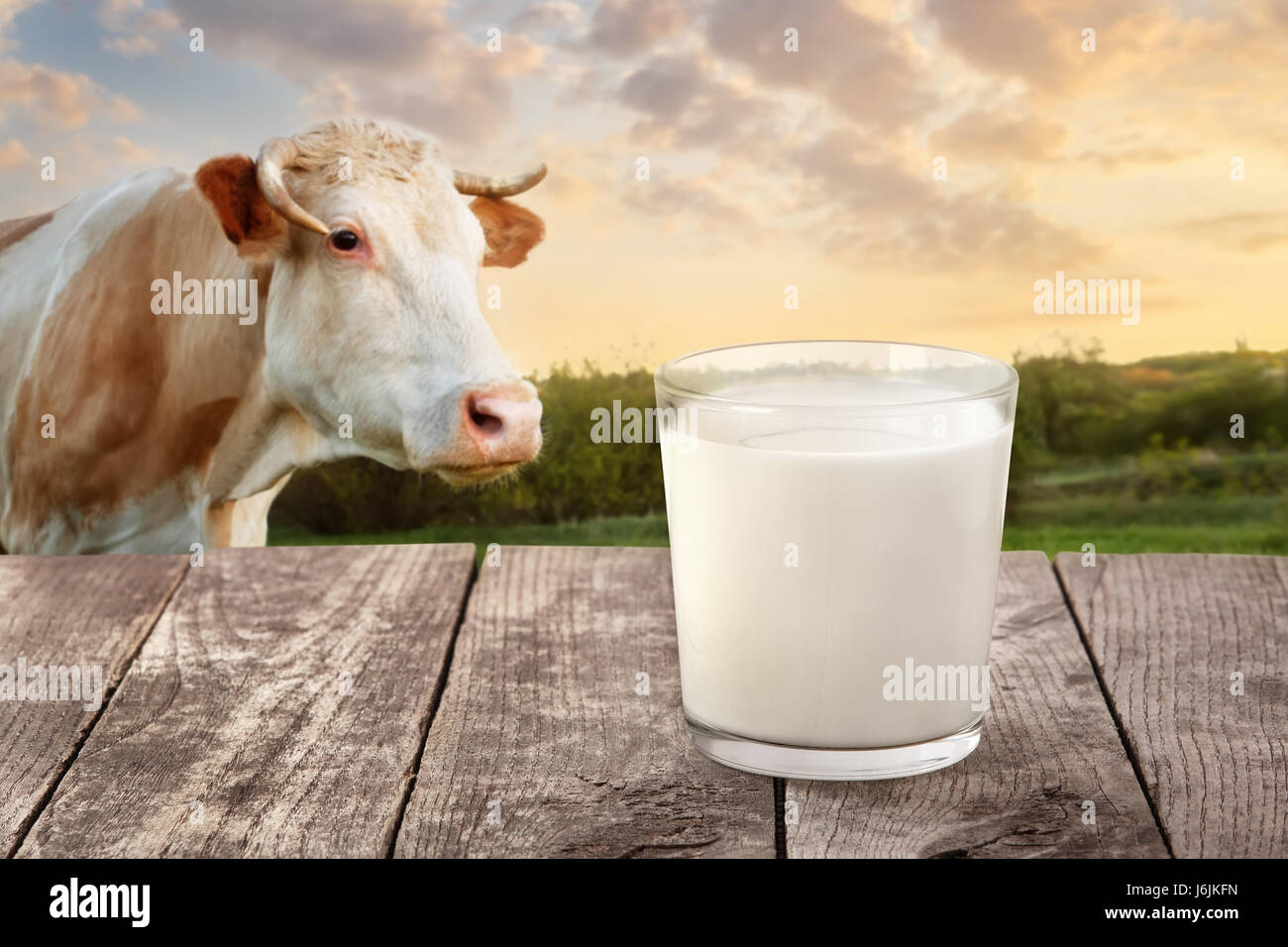 milk in glass on table with cow on the meadow in the background. Glass ...