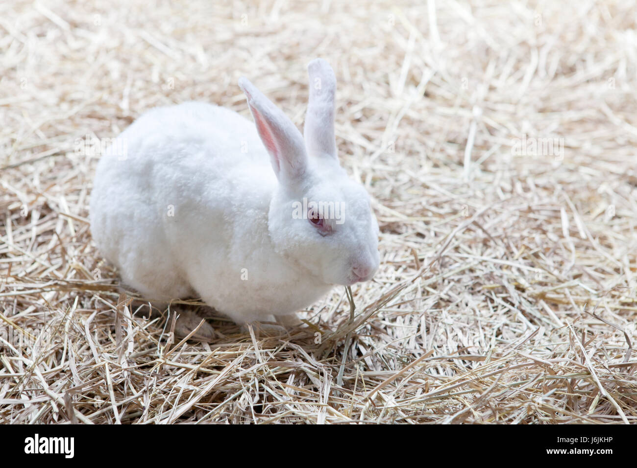 White rabbish hi-res stock photography and images - Alamy