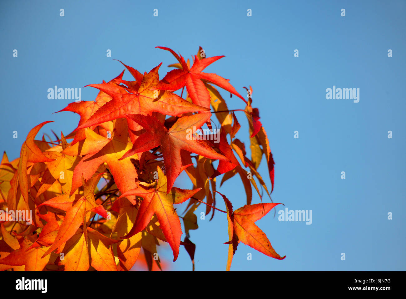 tree,leaves,branch,plants,foliage,fall,autumn,sheet,branch of a tree ...