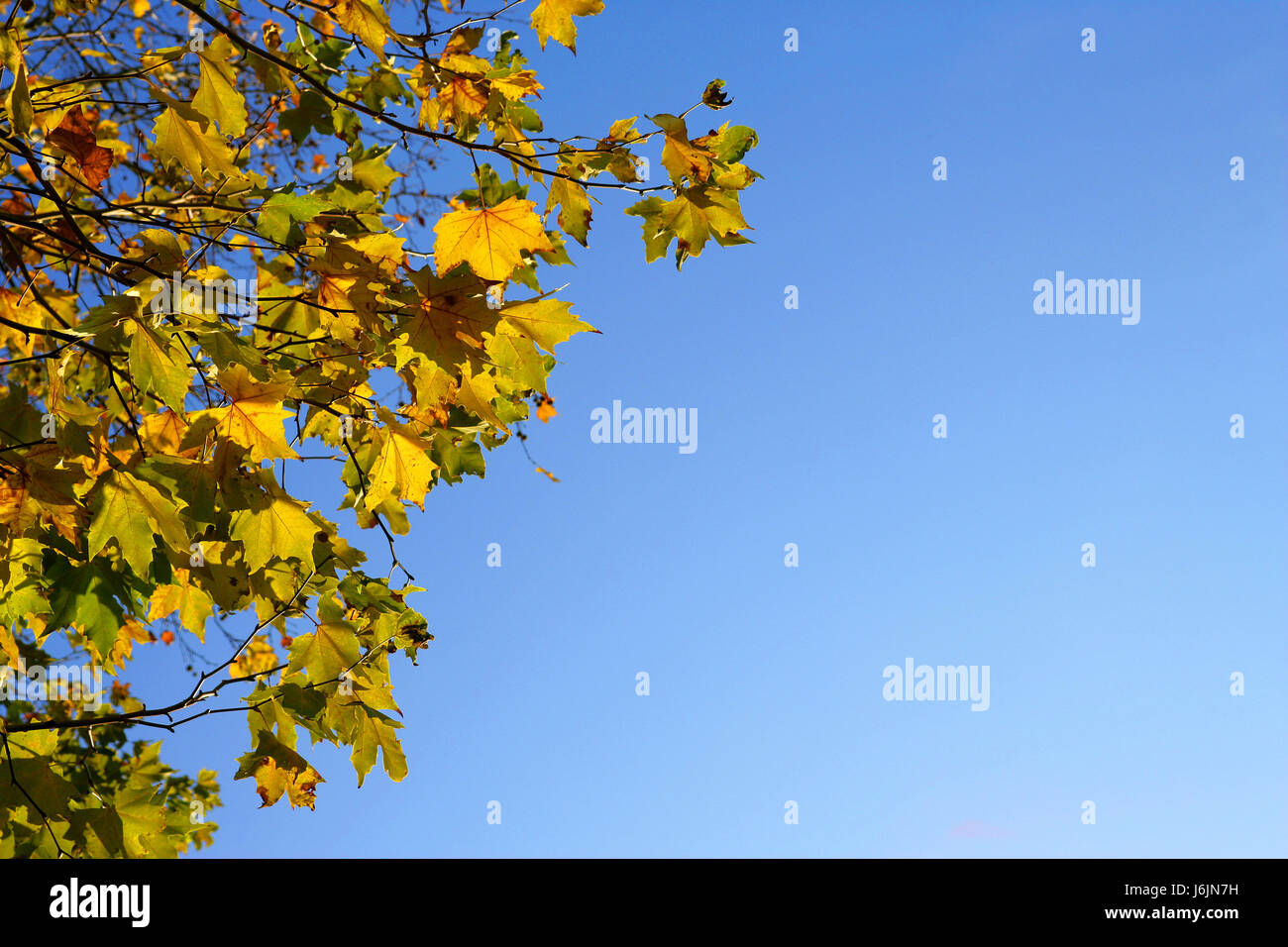 tree,leaves,branches,branch,plants,foliage,fall,autumn,sheet,branch of ...