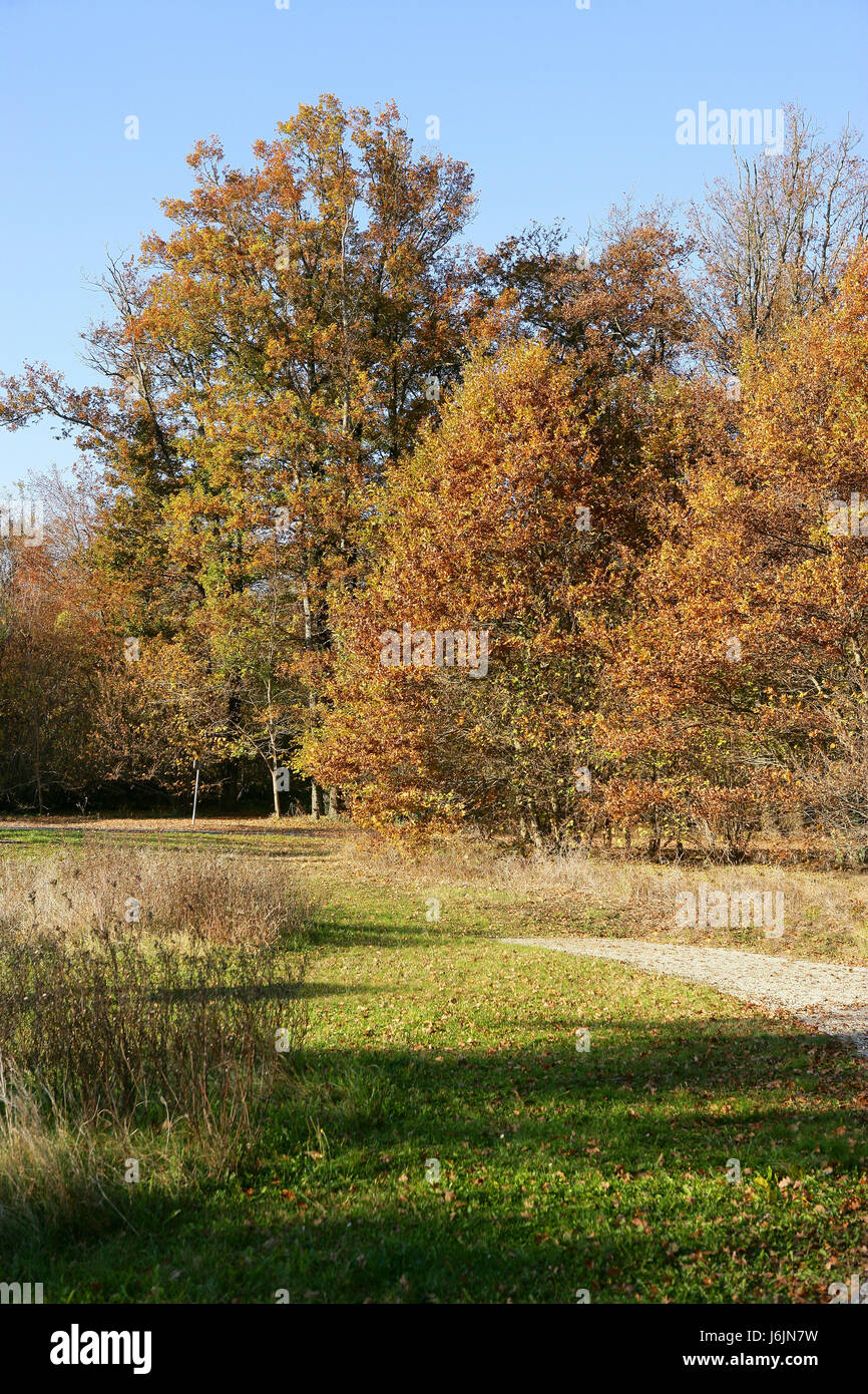 tree trees landscape scenery countryside nature fall autumn natural ...