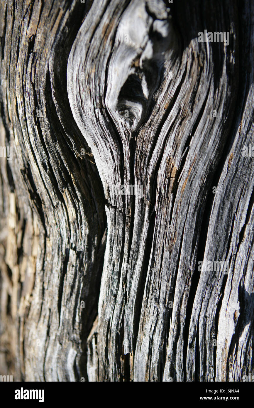 wood,vertical,detail of a tree trunk Stock Photo - Alamy