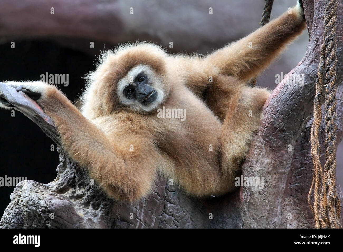 animal monkey zoo safari gibbon animal mammal asia wild monkey black ...