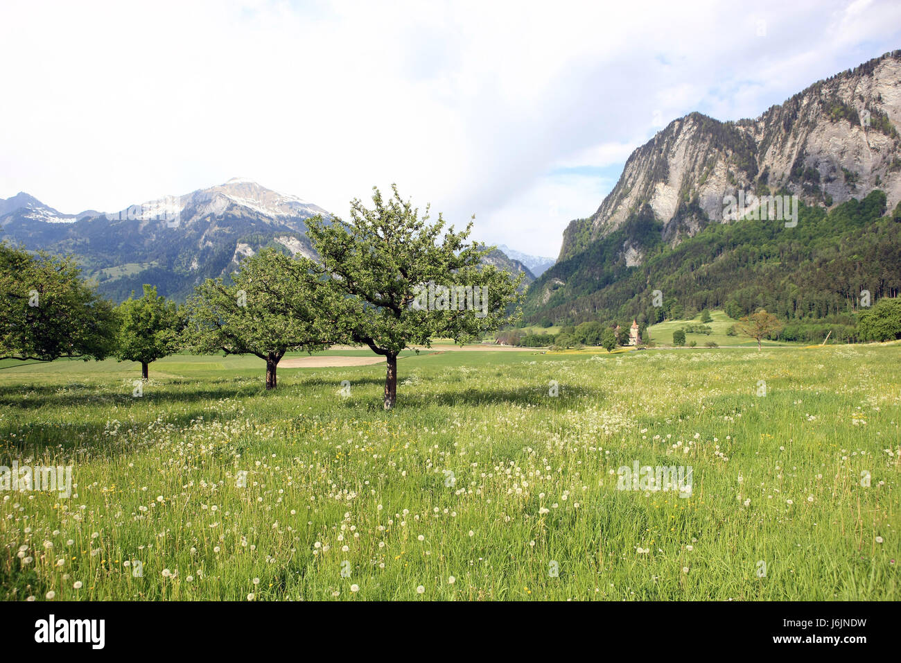 bucolic agriculture farming field summer summerly sight view outlook ...