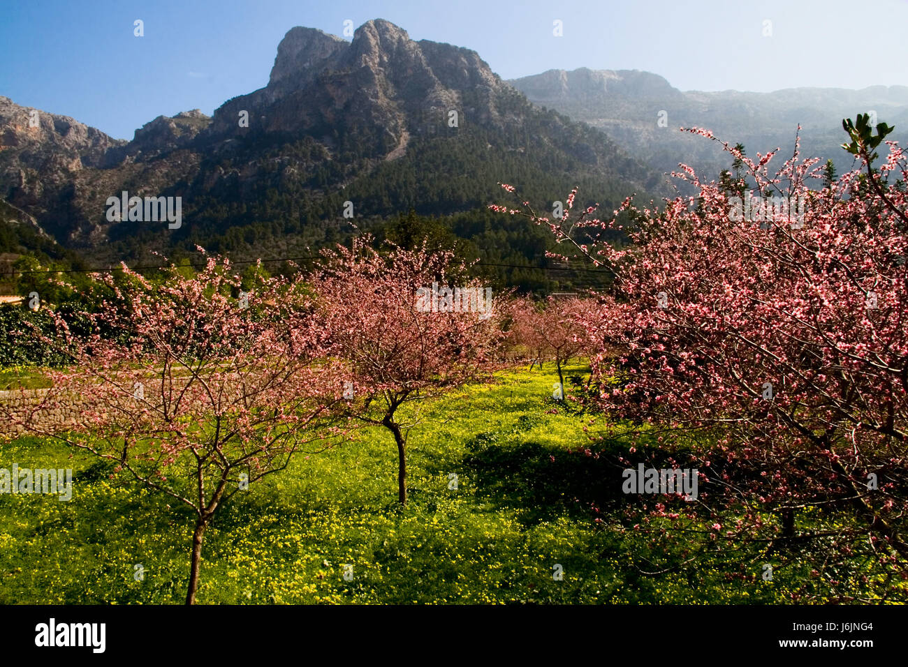 tree trees bloom blossom flourish flourishing flower flowers plant ...