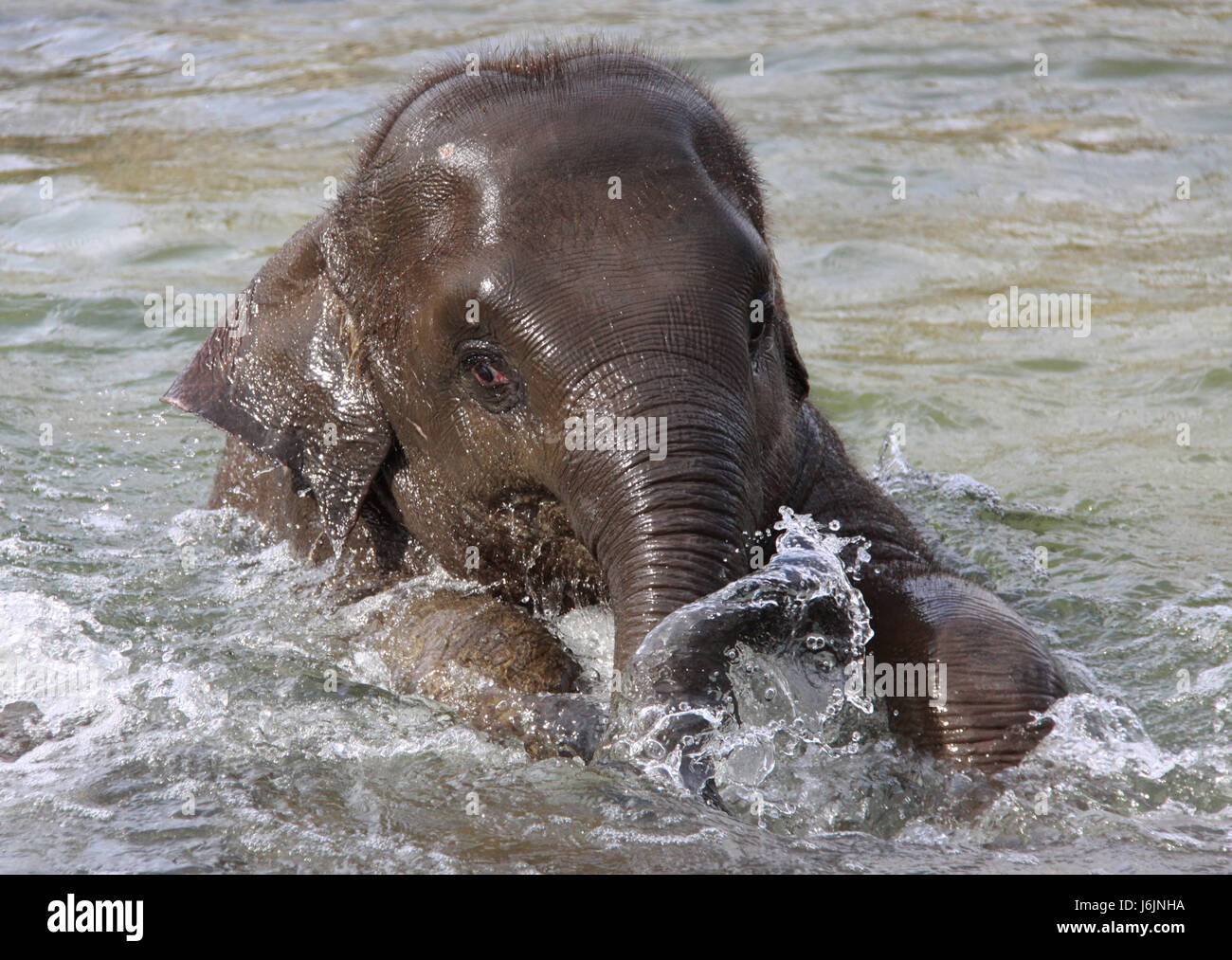 in water-playing elephant Stock Photo - Alamy