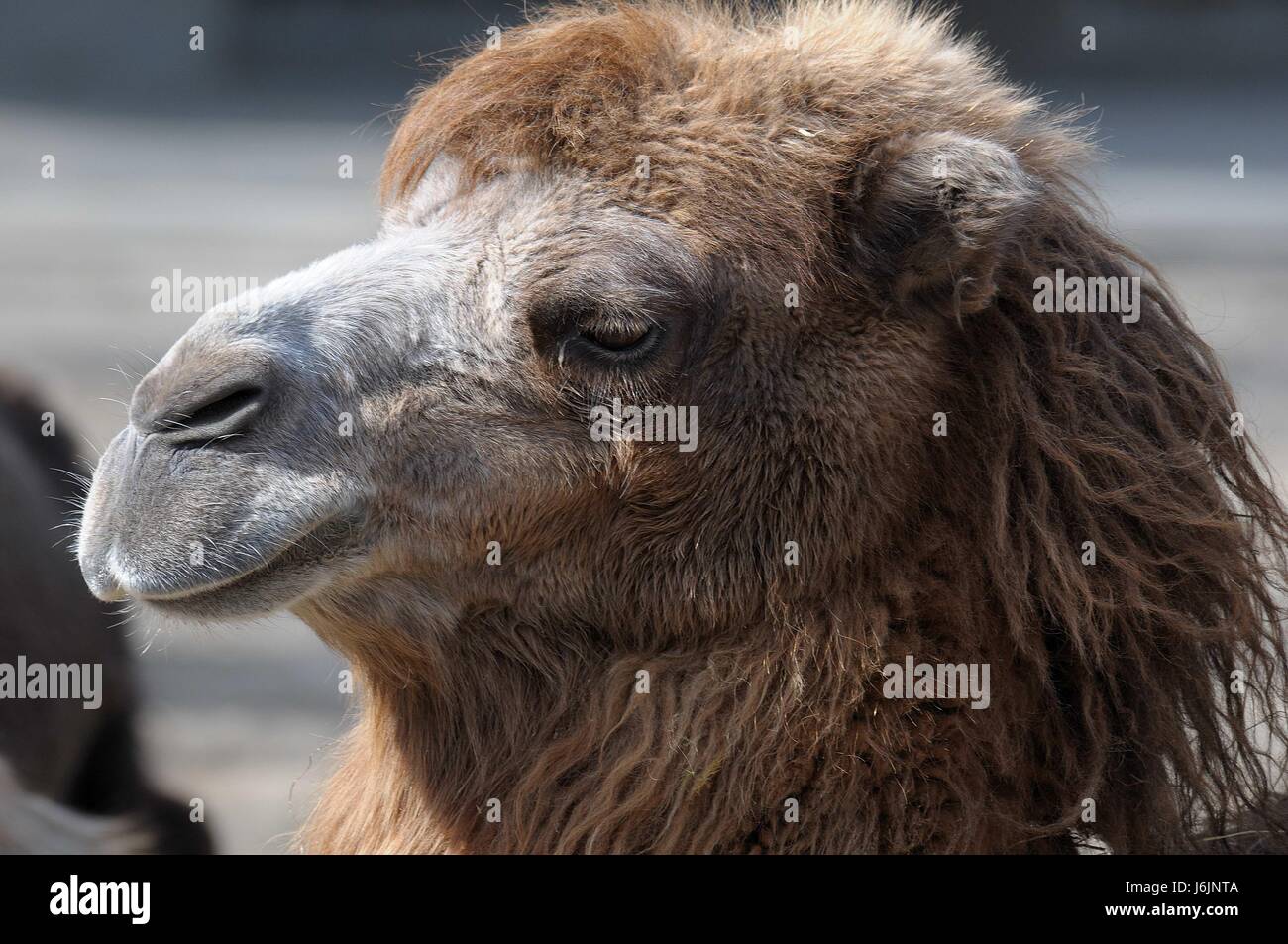 animal camel nature head animal animals camel eating eat eats chewing ...