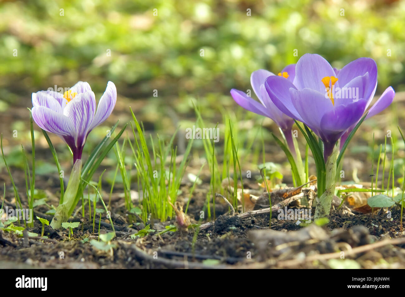 blue and blue striped crocuses Stock Photo - Alamy
