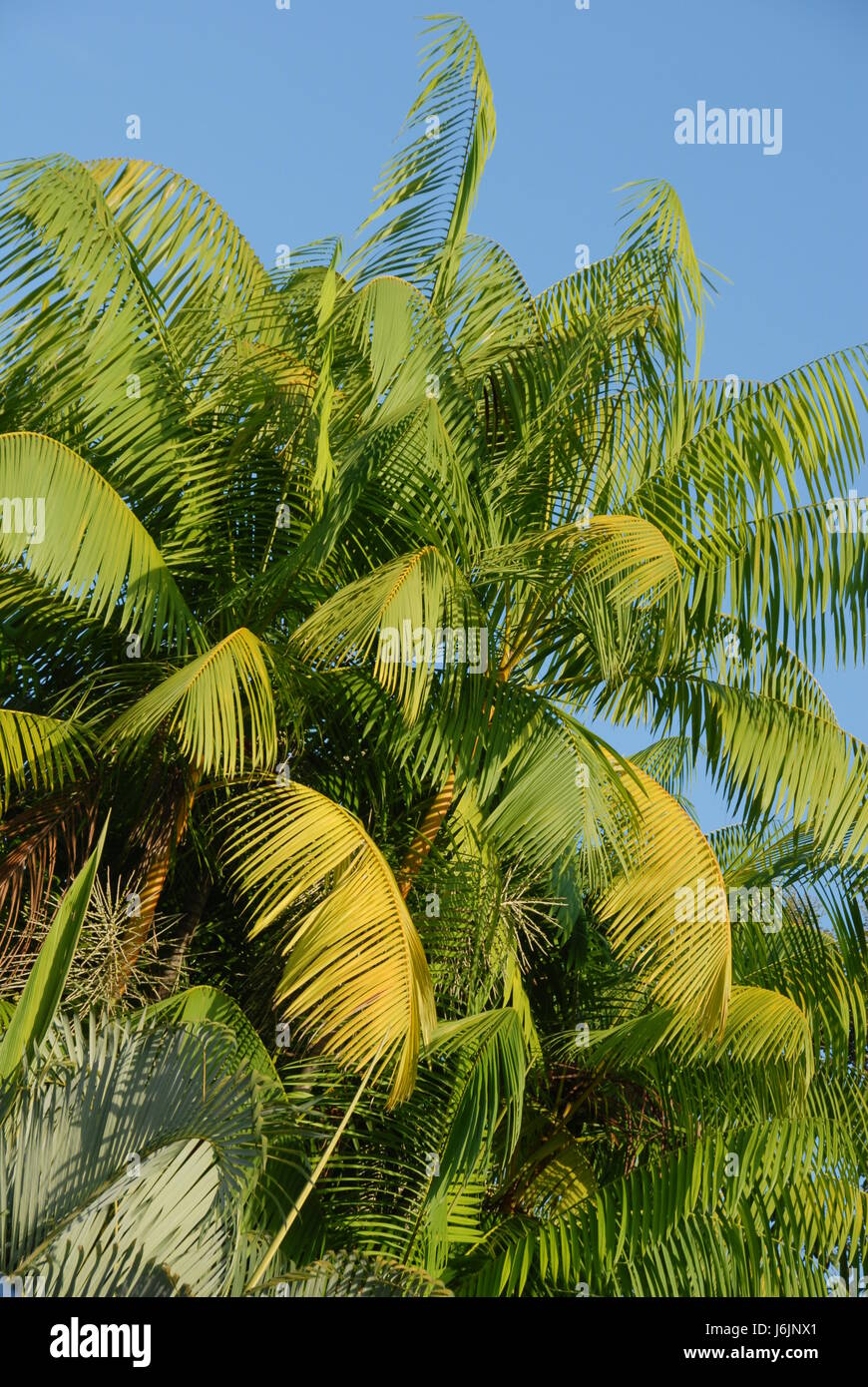 leaf tree palm tree palm branch tropical coco frond coconut blue leaf ...