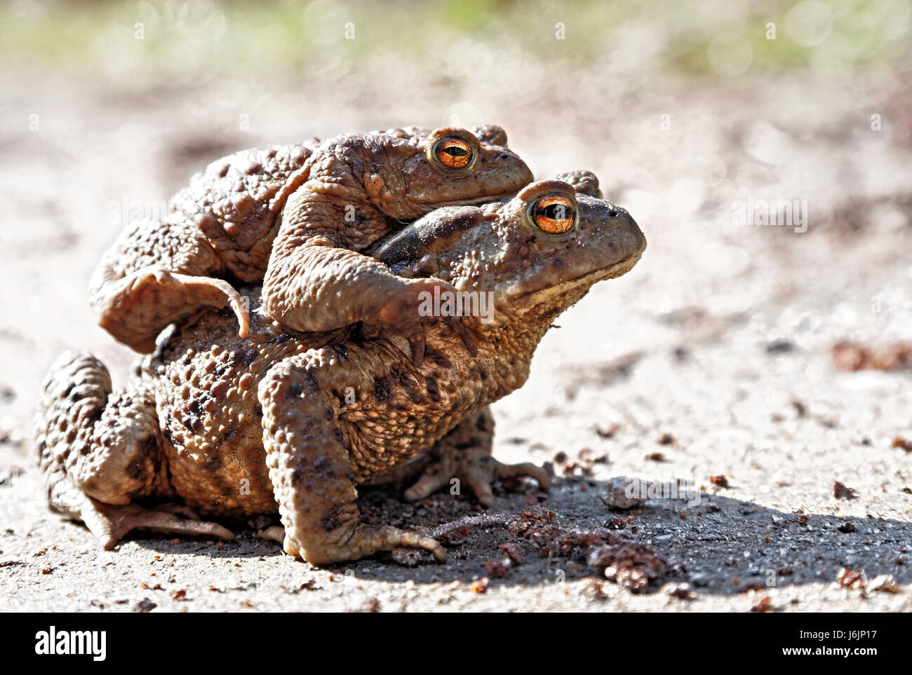 animal animals amphibians frog piggy-back indolently carry wear luggage ...