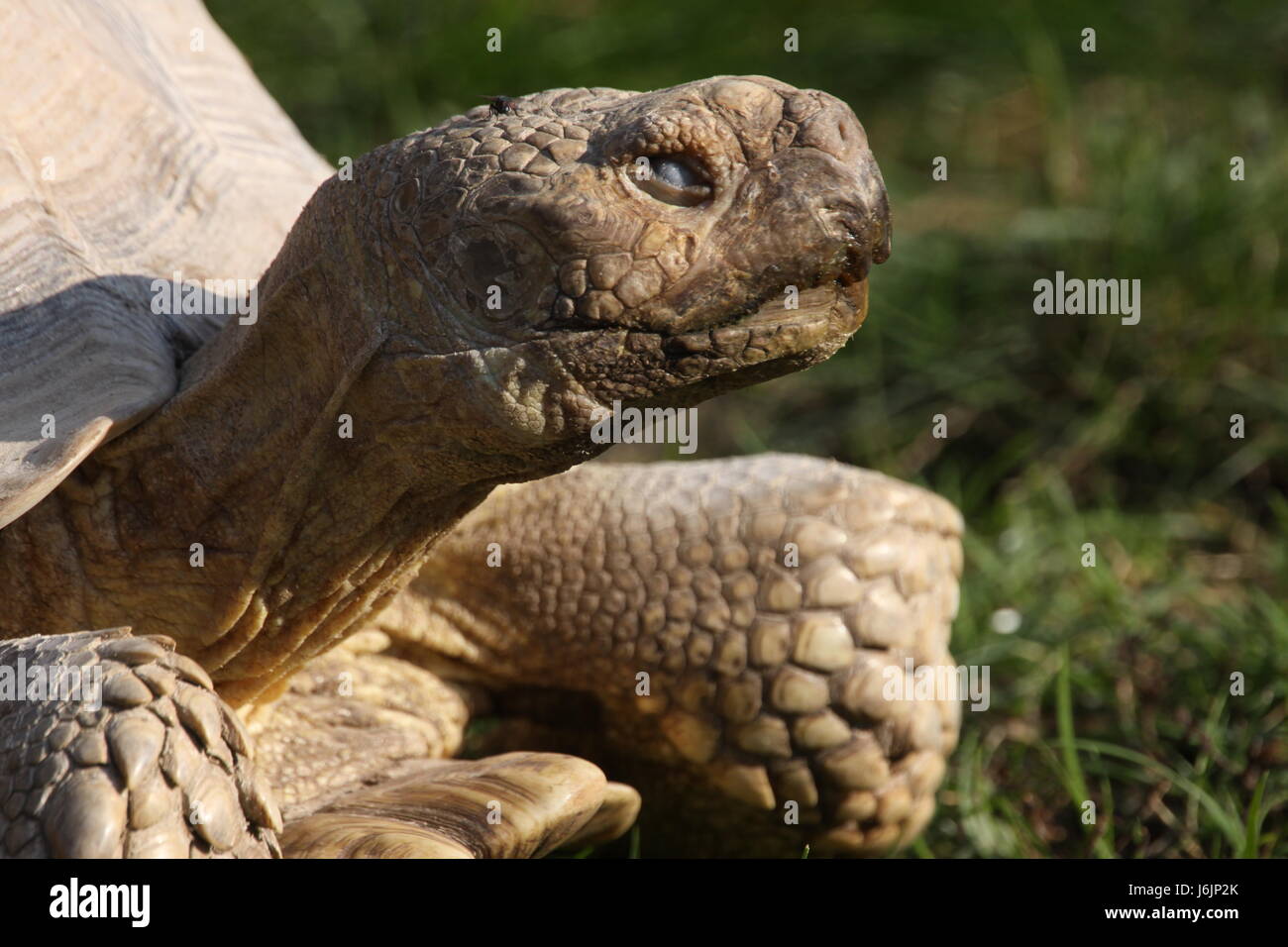 Schildkrtenpanzer hi-res stock photography and images - Alamy