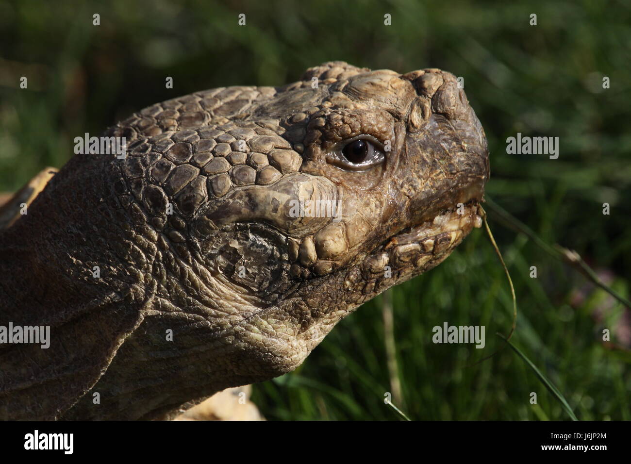 animal reptile reptiles turtle tortoise animal reptile africa armored ...