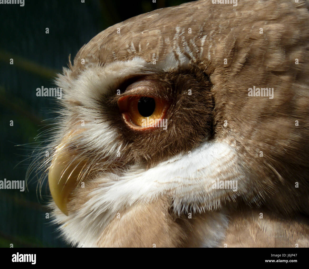 bird birds raptor eyes raptor look glancing see view looking peeking ...