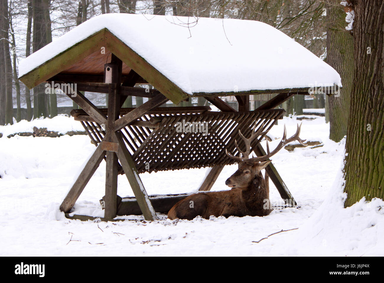 mammal male deer deer stag ruminant hart stag animal mammal brown ...