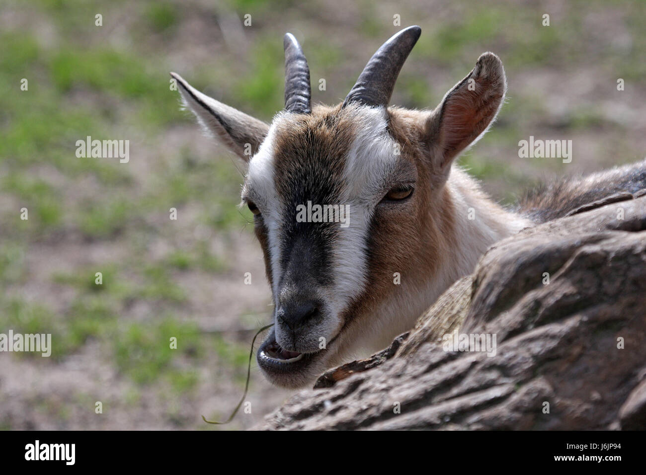 mammal portrait goat buck look glancing see view looking peeking ...