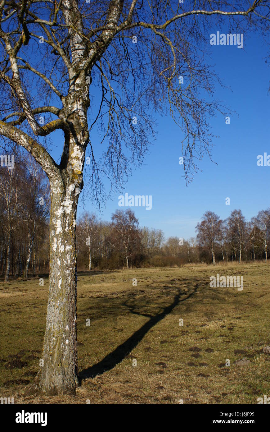 blue tree branches claw firmament sky shaddow shadow forest shadows ...