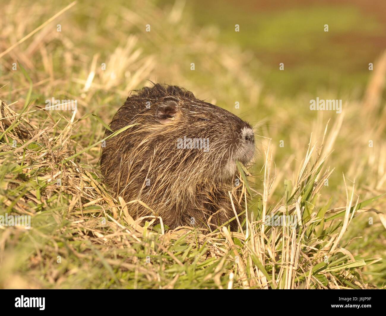 waters rodent dummy waters mammal rodent hairs skin stream bristles ...