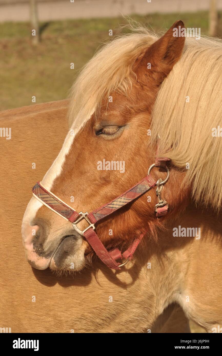 Horse dummy hi-res stock photography and images - Alamy