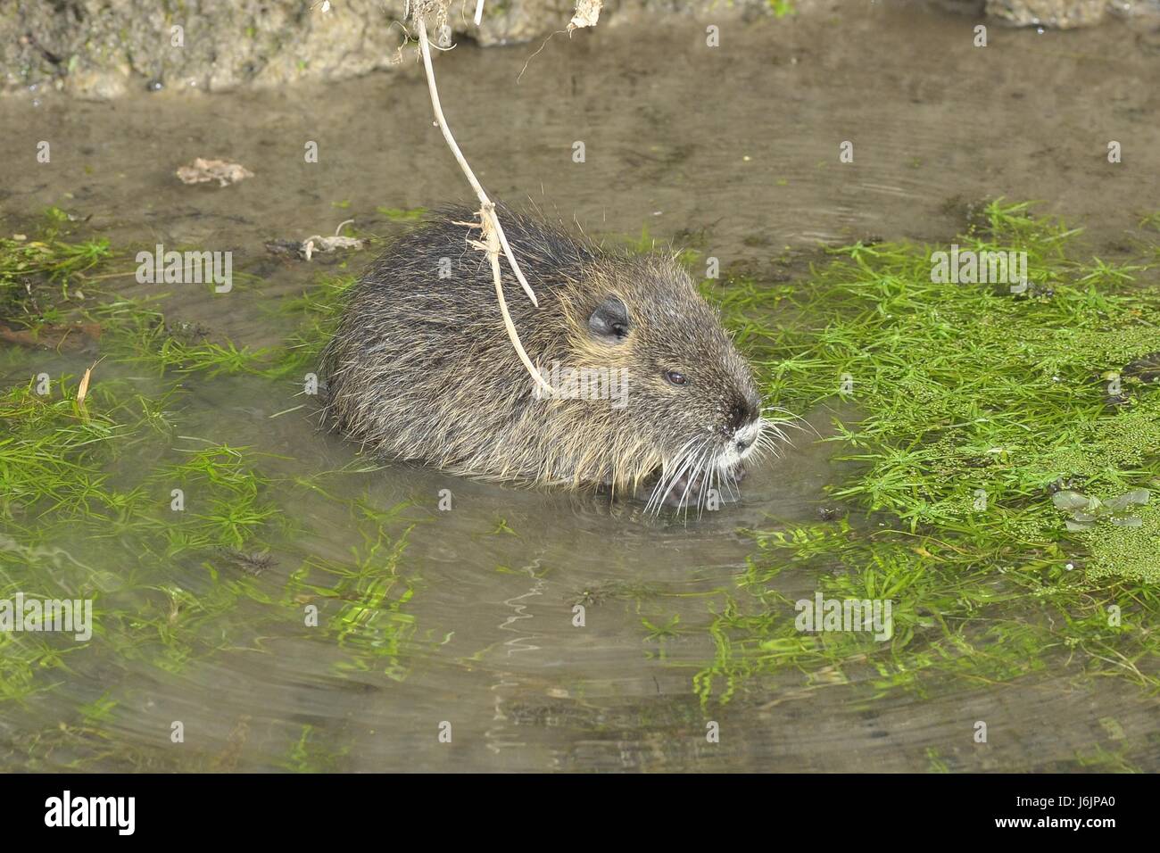 waters rodent dummy waters mammal rodent hairs skin stream bristles ...